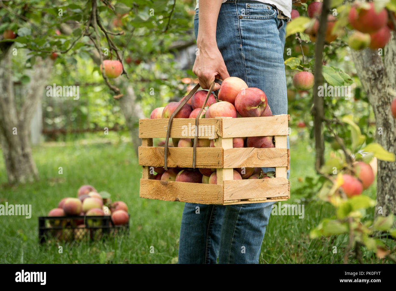 Farmer holds fresh apple harvest in a wooden garden box. Organic ...
