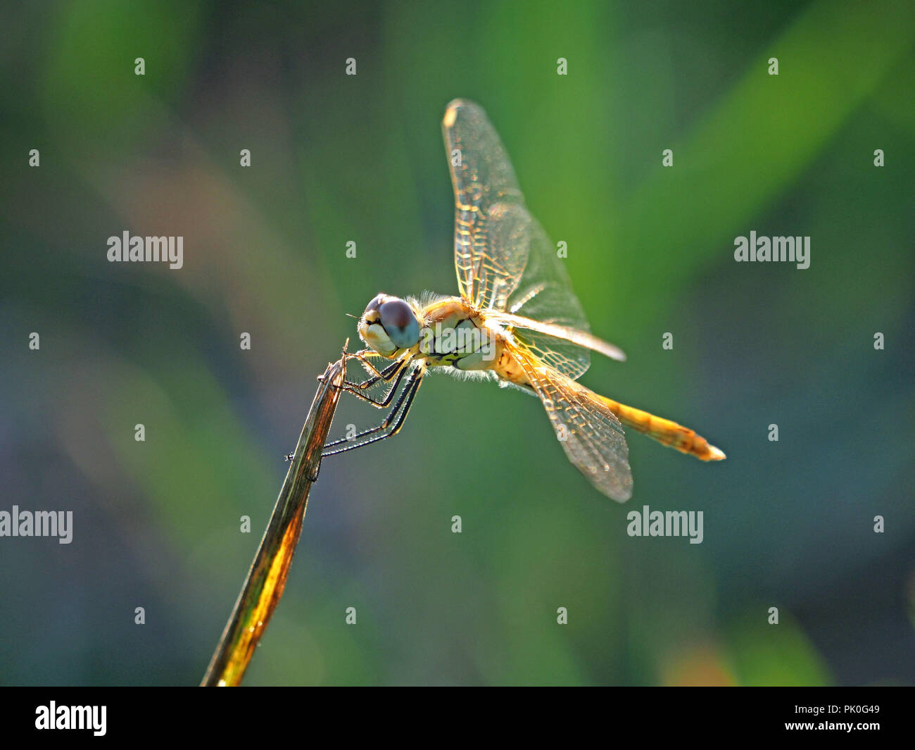 female Common Darter dragonfly (Sympetrum striolatum) in Tuscany, Italy ...
