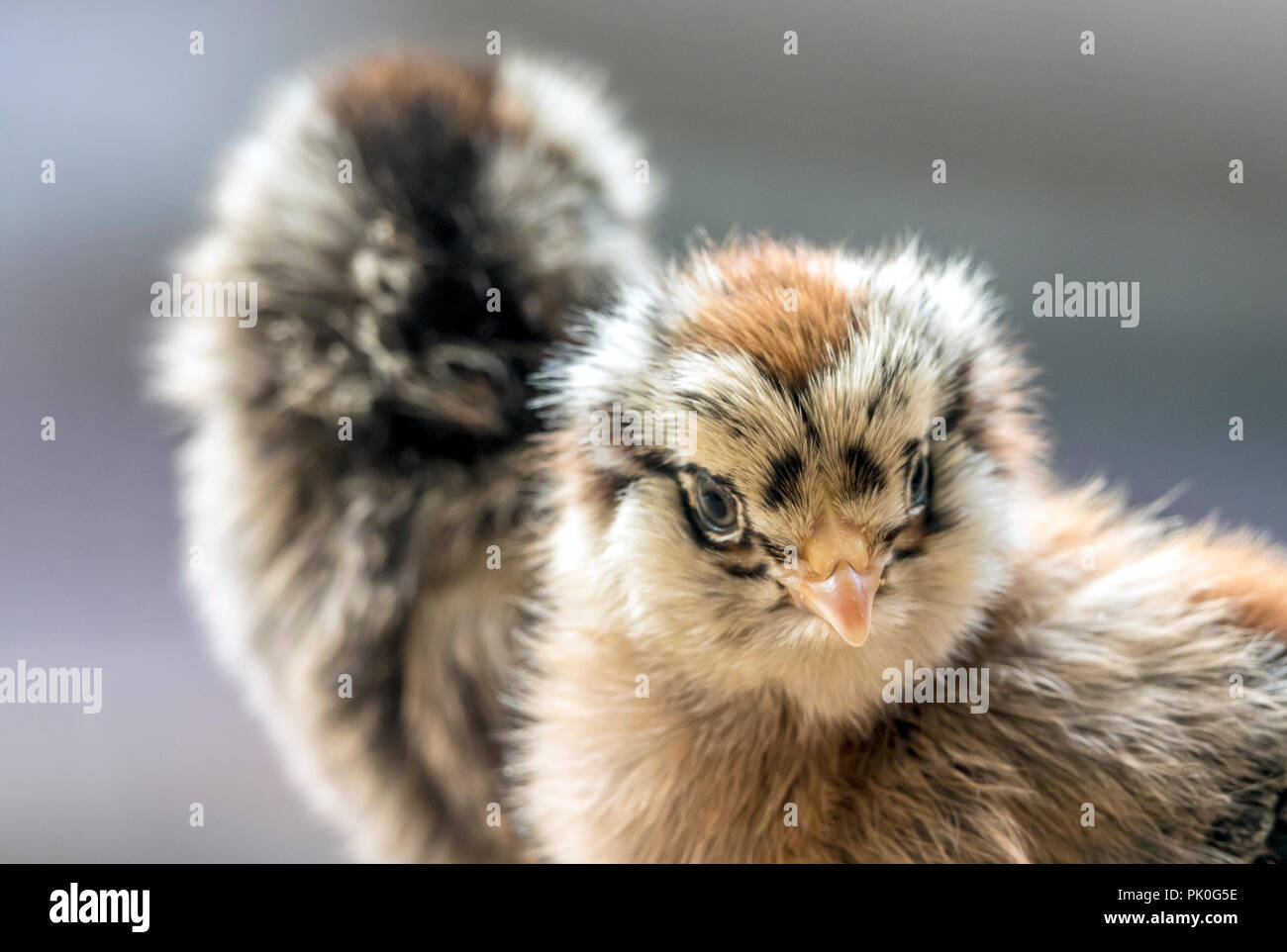 chicken,Gallus gallus domesticus is a type of domesticated fowl, a ...