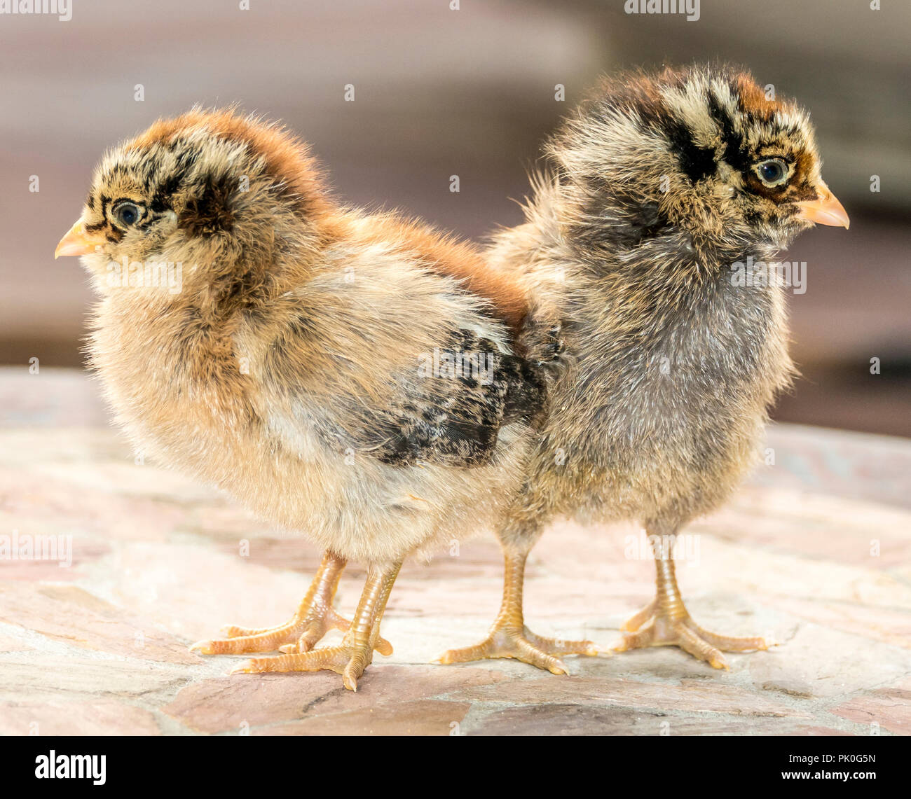 chicken,Gallus gallus domesticus is a type of domesticated fowl, a ...