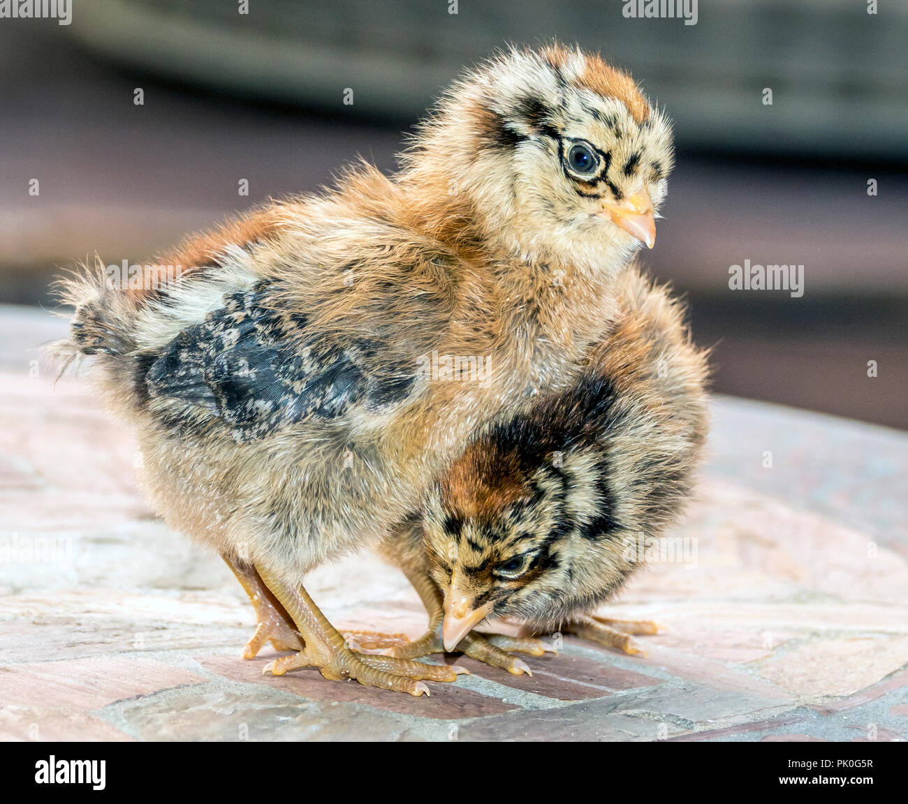 chicken,Gallus gallus domesticus is a type of domesticated fowl, a ...