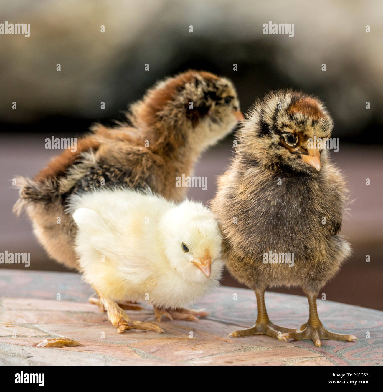 chicken,Gallus gallus domesticus is a type of domesticated fowl, a ...