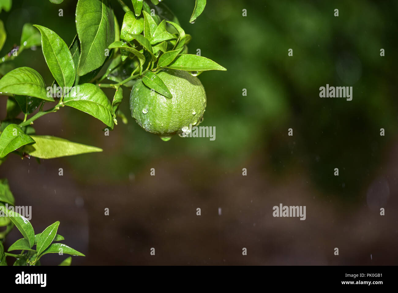 Branch rain raining green citrus hi-res stock photography and images ...