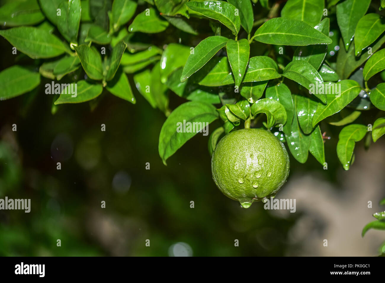 Unripe Green Oranges with Tree while its raining Stock Photo - Alamy