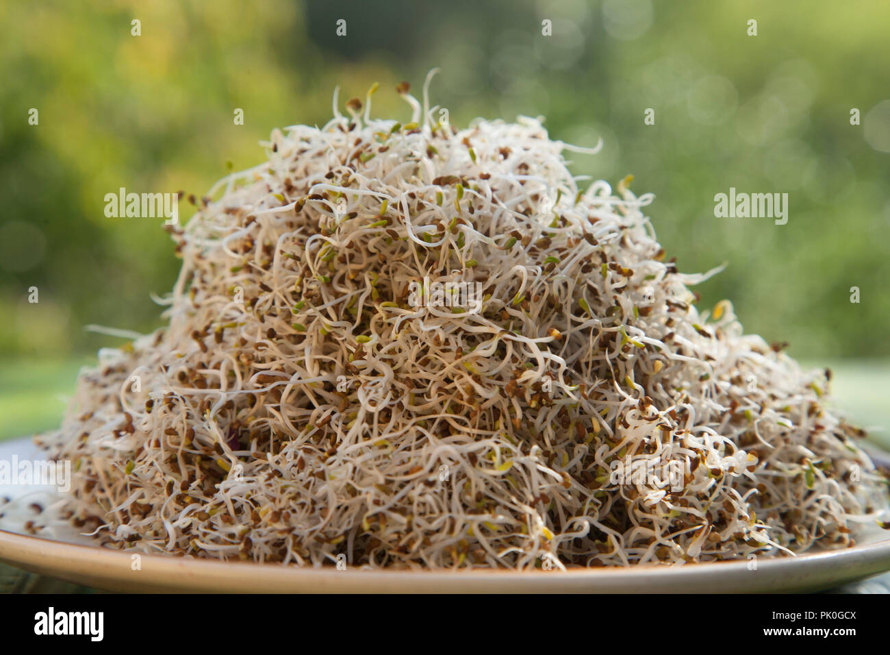 Seeds germinating in a plate hi-res stock photography and images - Alamy