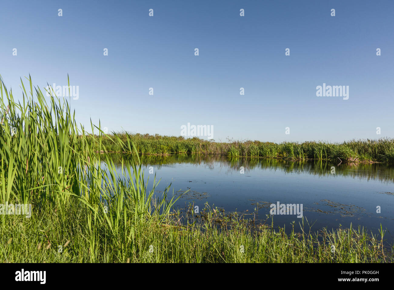 Central Florida Marsh Wetlands Stock Photo - Alamy