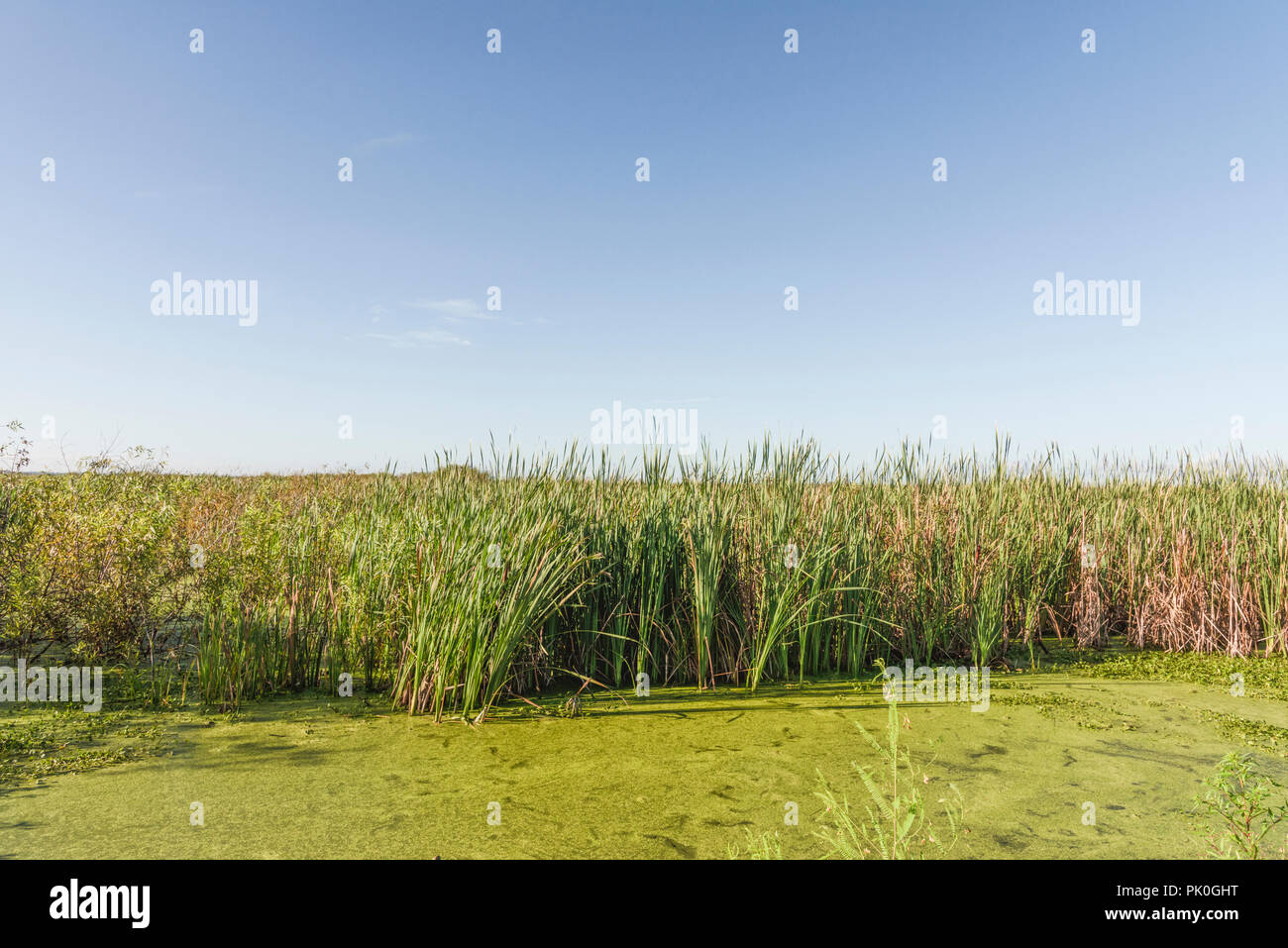 Central Florida Marsh Wetlands Stock Photo - Alamy