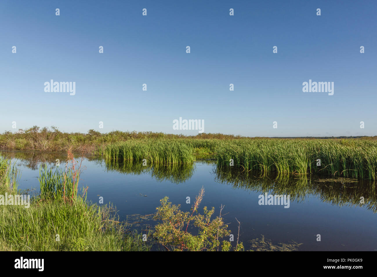 Central Florida Marsh Wetlands Stock Photo - Alamy