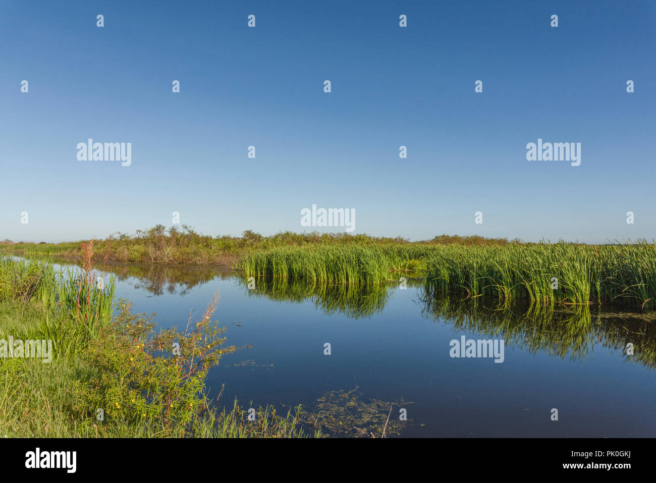 Central Florida Marsh Wetlands Stock Photo - Alamy