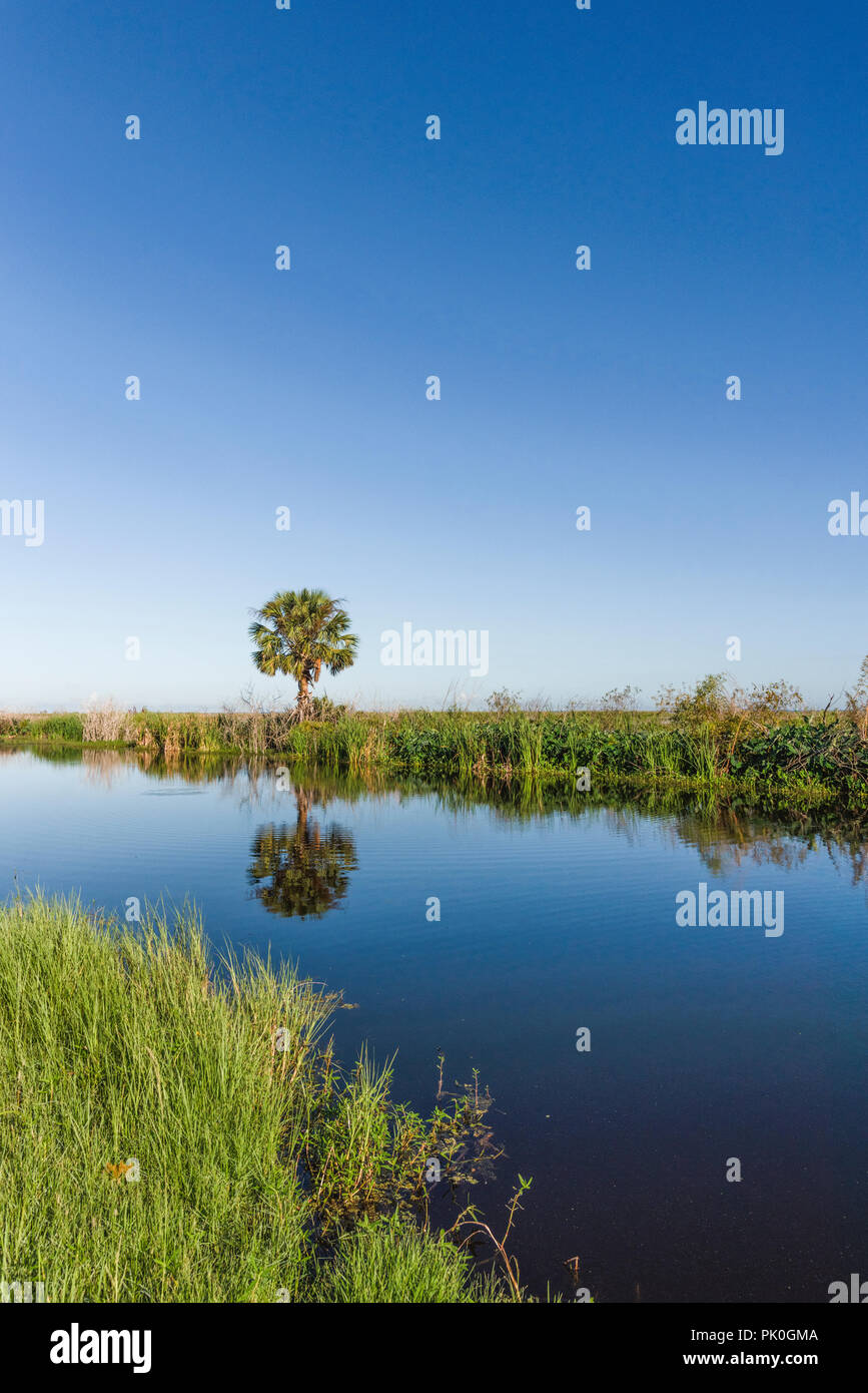 Central Florida Marsh Wetlands Stock Photo - Alamy