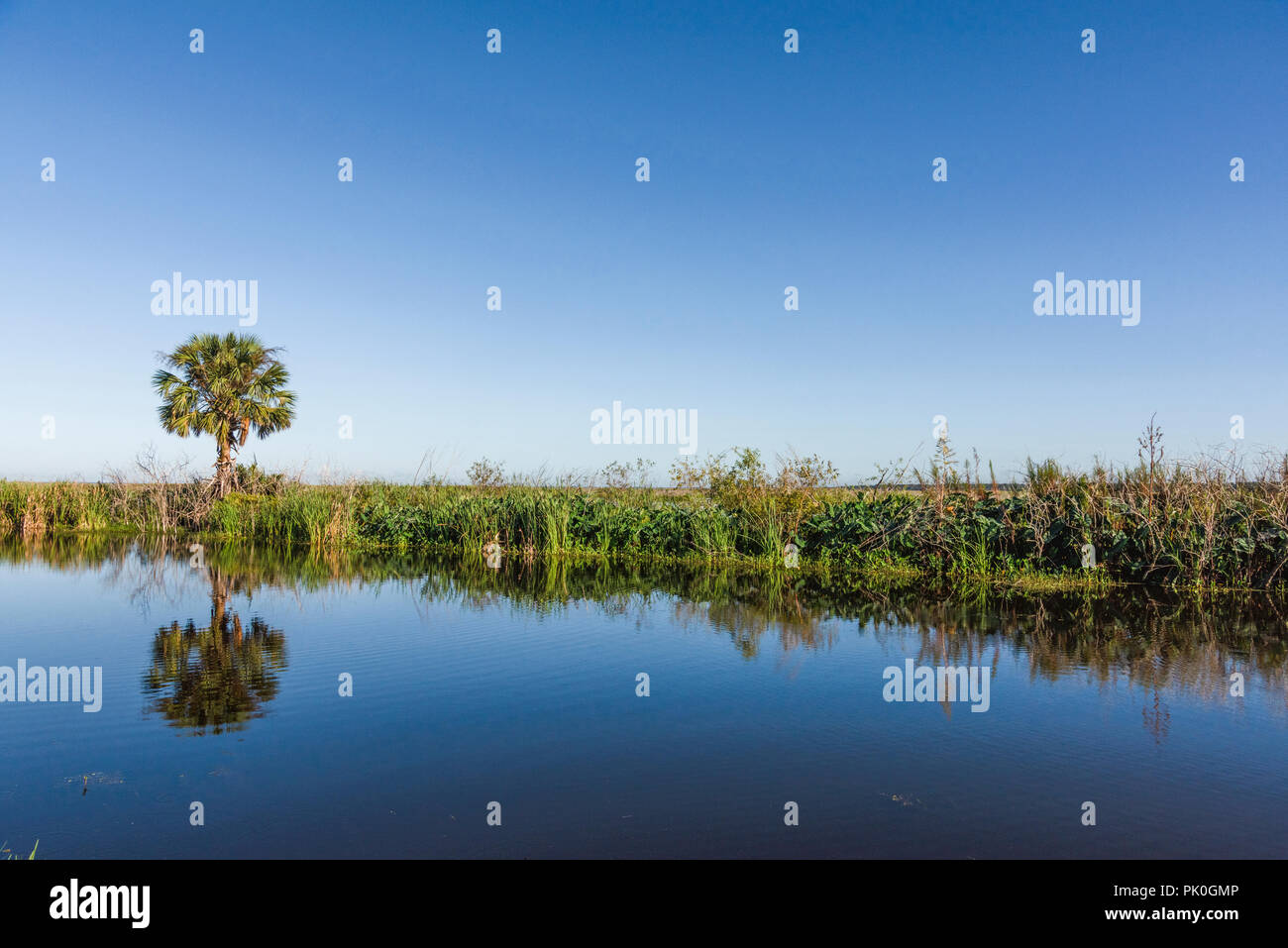 Central Florida Marsh Wetlands Stock Photo - Alamy