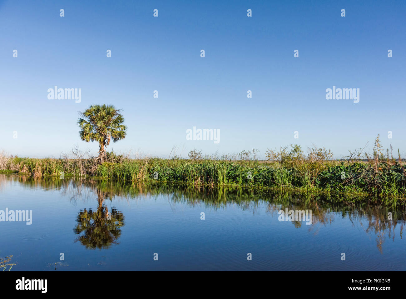Central Florida Marsh Wetlands Stock Photo - Alamy