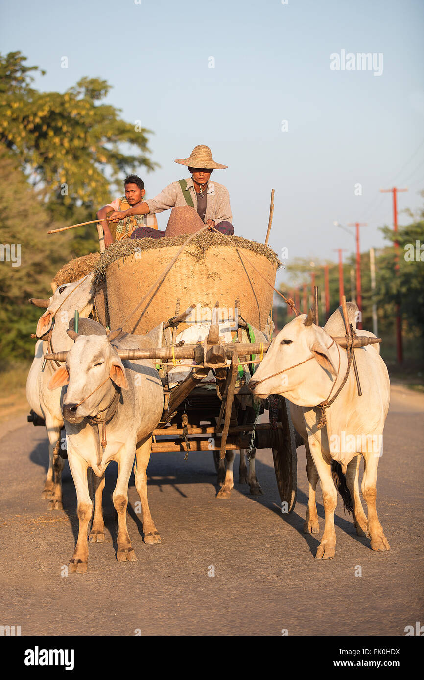 Farmer on bullock cart back hi-res stock photography and images - Alamy