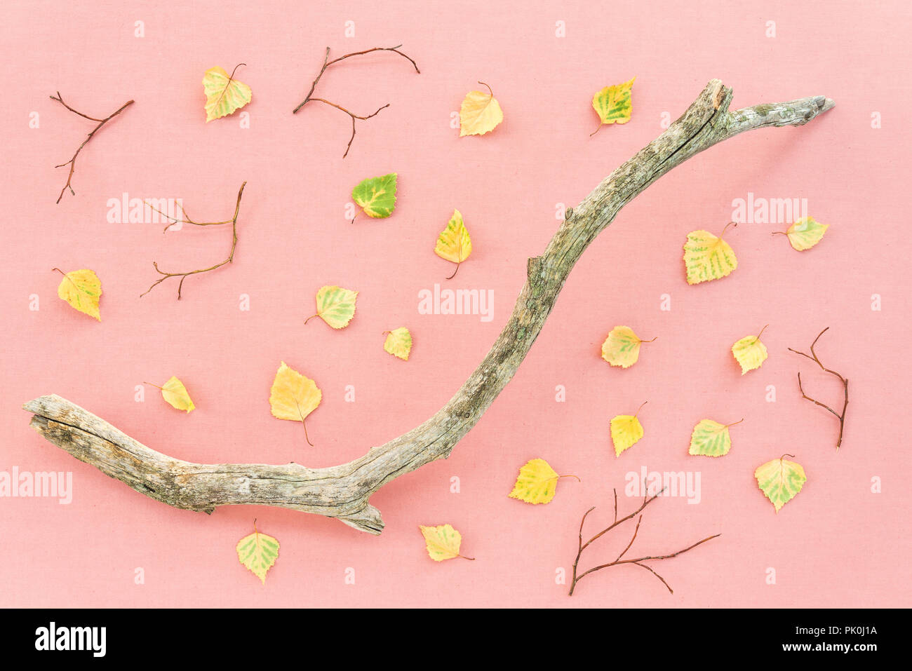 Fallen leaves and a dry tree branch on pastel pink background. Autumn ...