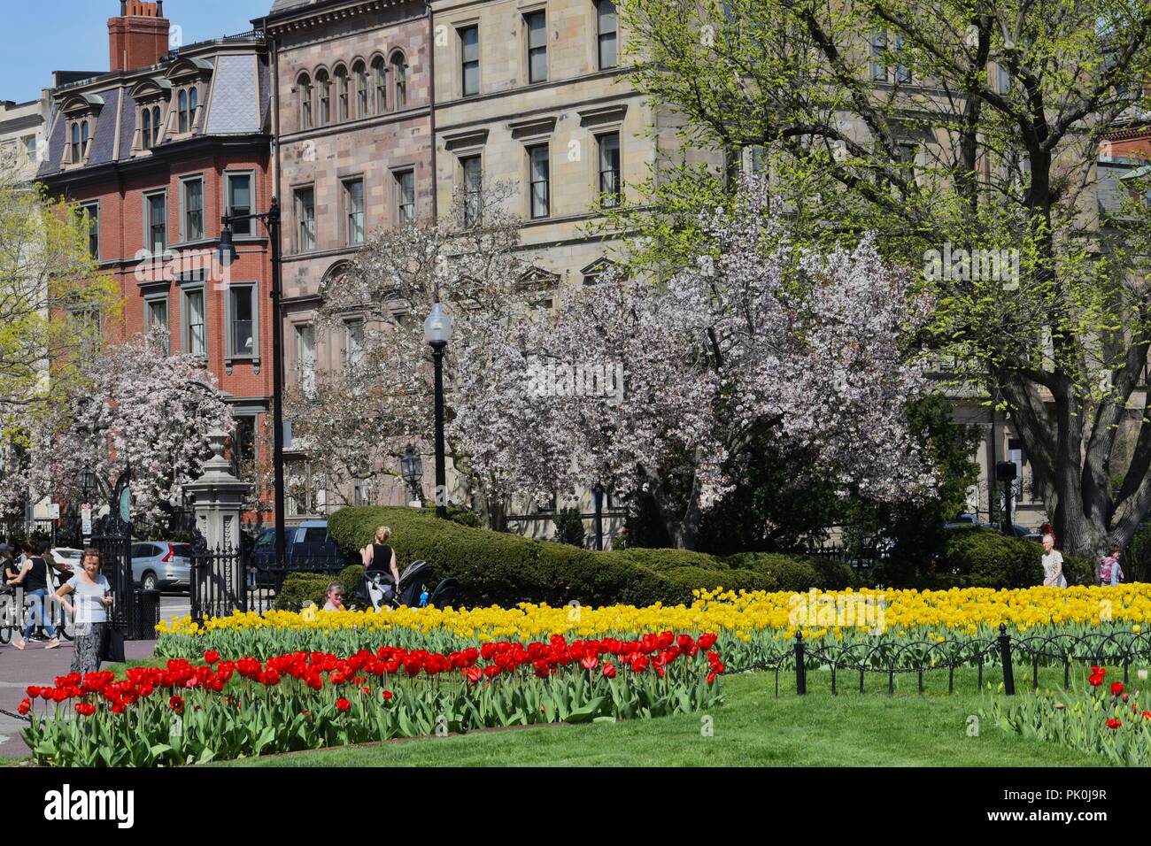 Spring Cherry Blossoms in Boston, Massachusetts, USA Stock Photo - Alamy