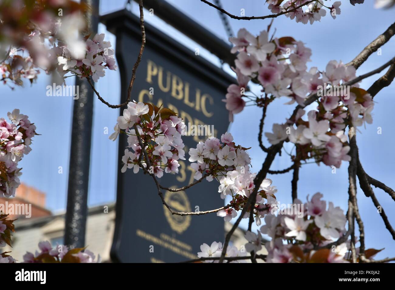 Spring Cherry Blossoms in Boston, Massachusetts, USA Stock Photo - Alamy