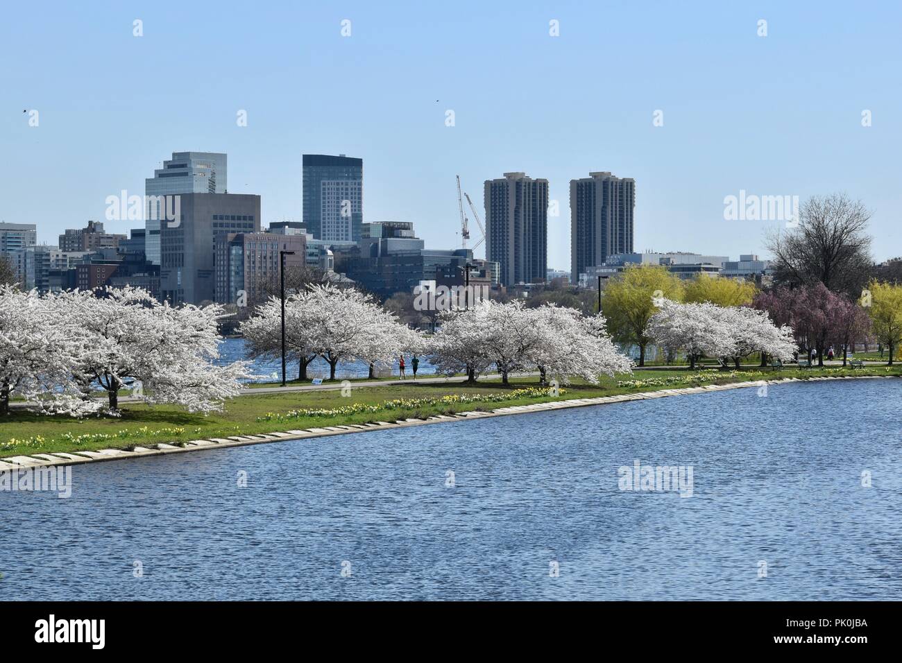 Spring Cherry Blossoms in Boston, Massachusetts, USA Stock Photo - Alamy