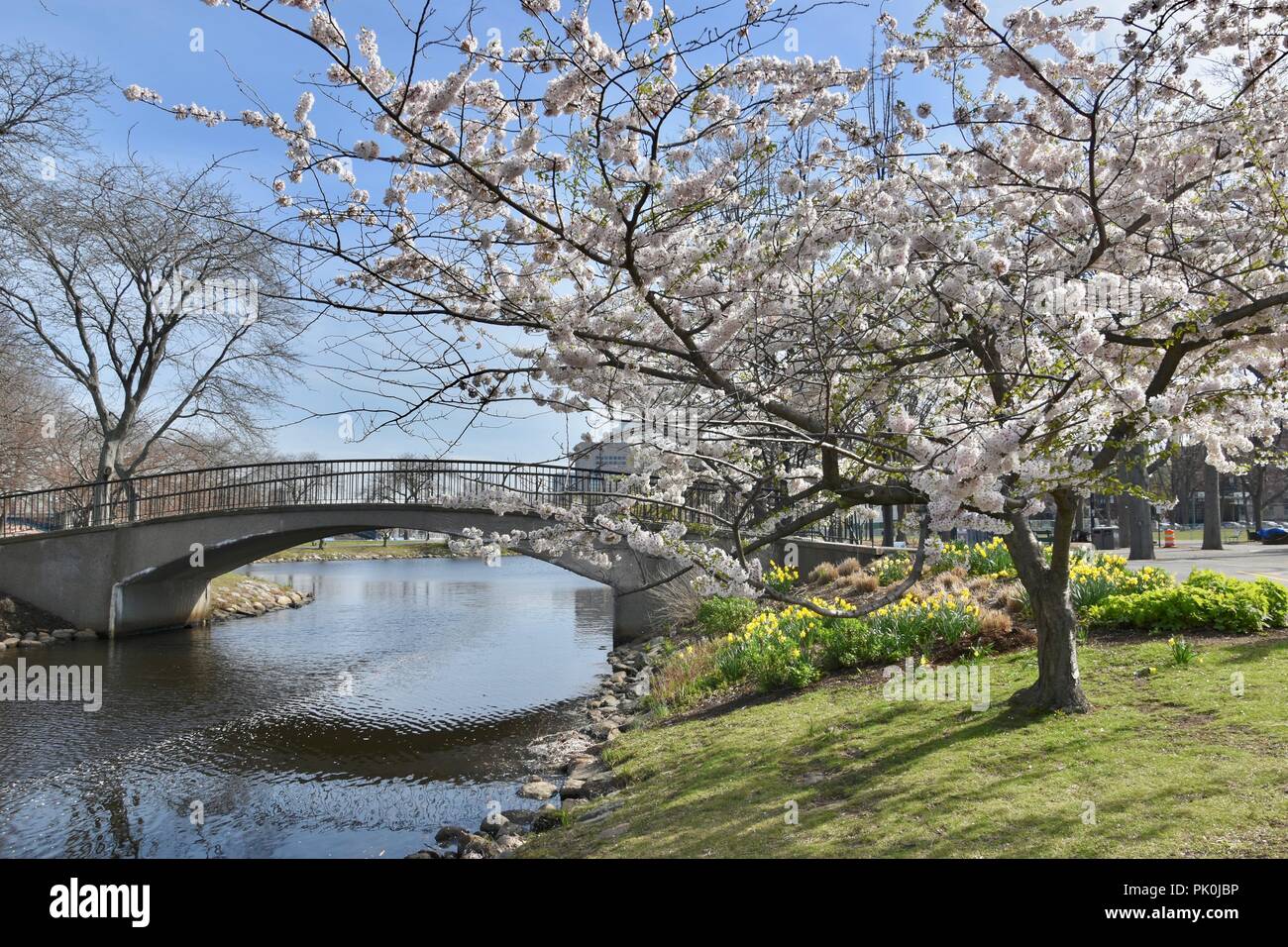 Spring Cherry Blossoms in Boston, Massachusetts, USA Stock Photo - Alamy