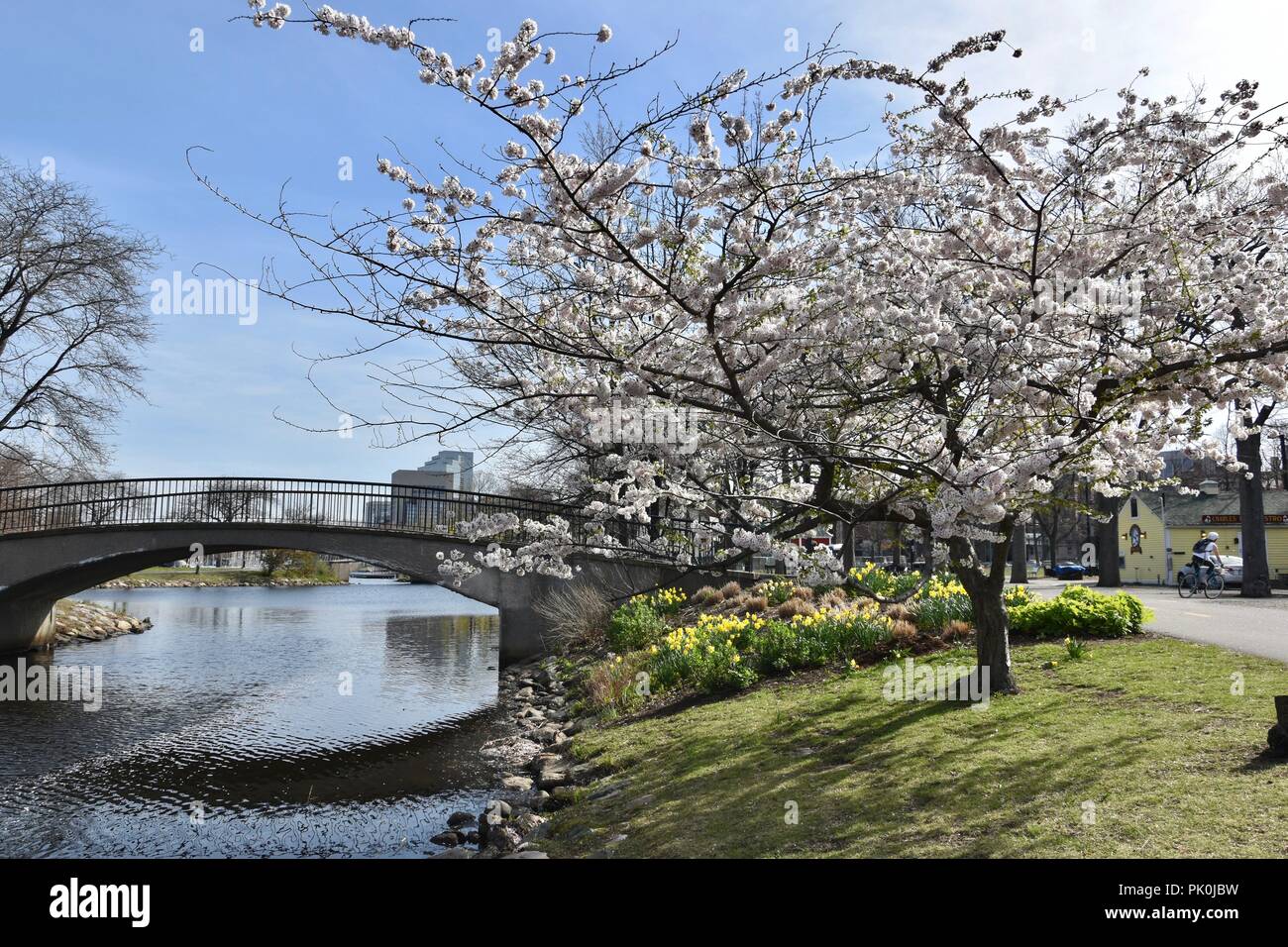 Boston esplanade cherry blossom hi-res stock photography and images - Alamy