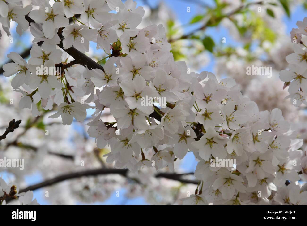 Boston esplanade cherry blossom hi-res stock photography and images - Alamy