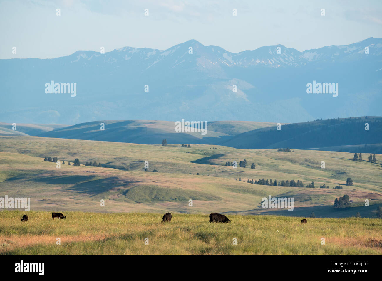 Grazing on the prairie hi-res stock photography and images - Alamy