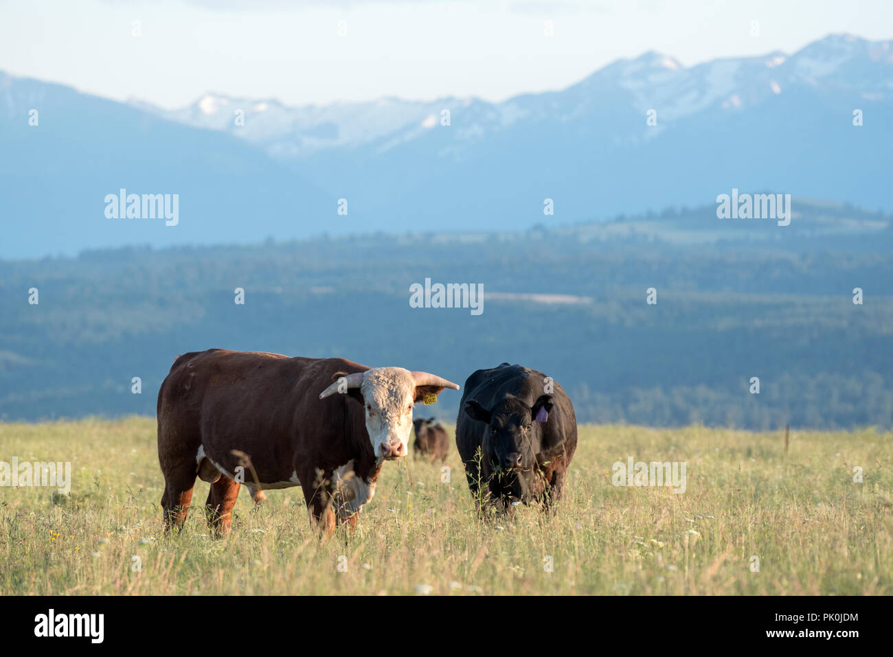 Walllowa hi-res stock photography and images - Alamy