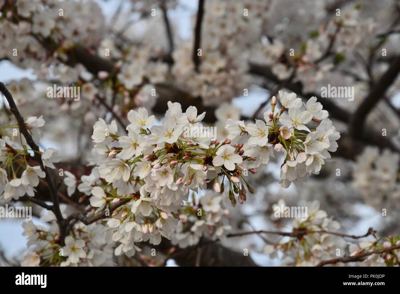 Spring Cherry Blossoms in Boston, Massachusetts, USA Stock Photo - Alamy