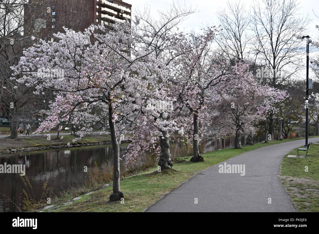 Spring Cherry Blossoms in Boston, Massachusetts, USA Stock Photo - Alamy