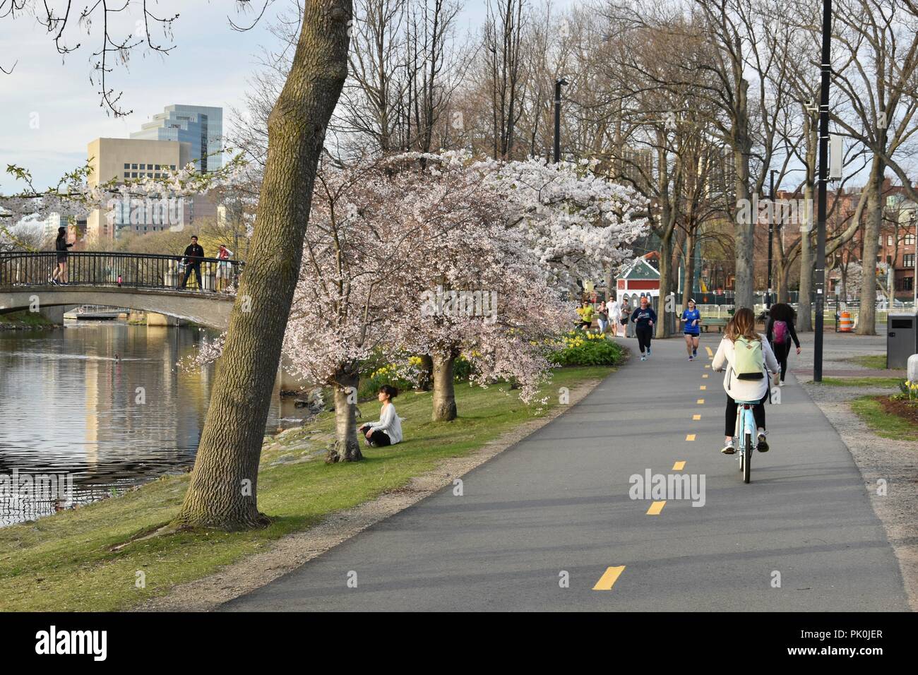 Spring Cherry Blossoms in Boston, Massachusetts, USA Stock Photo - Alamy