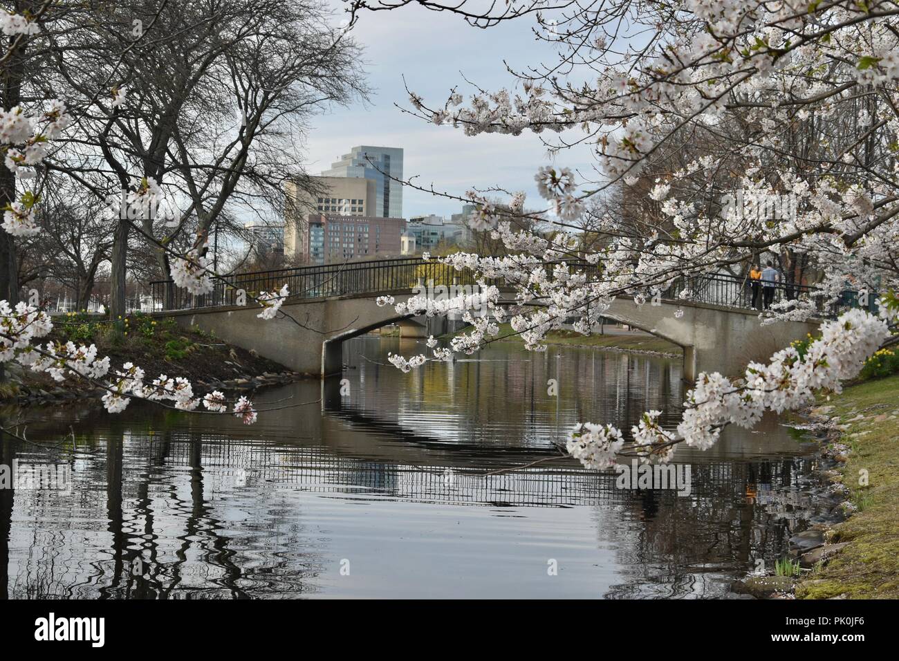 Spring Cherry Blossoms in Boston, Massachusetts, USA Stock Photo - Alamy