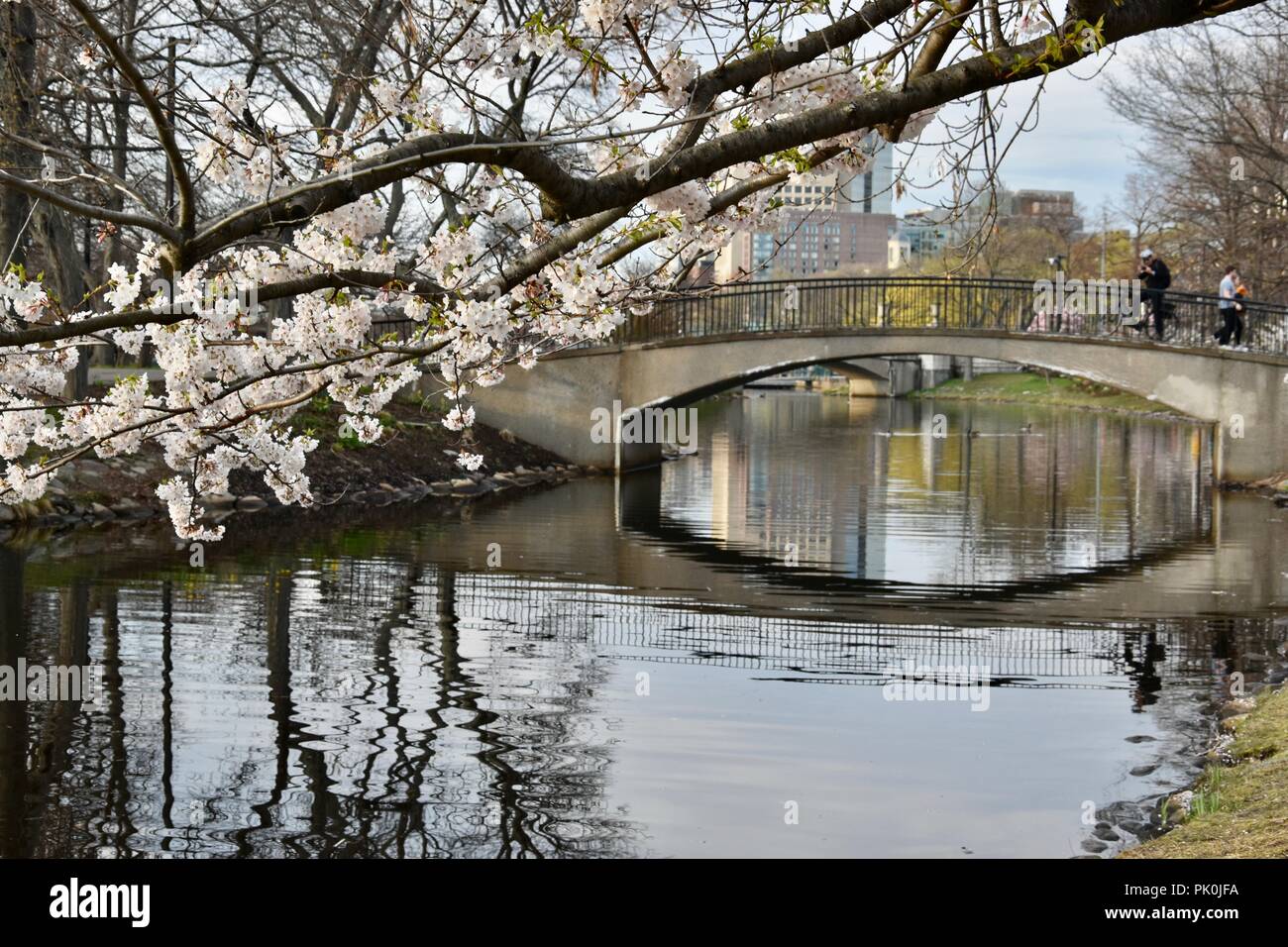 Spring Cherry Blossoms in Boston, Massachusetts, USA Stock Photo - Alamy