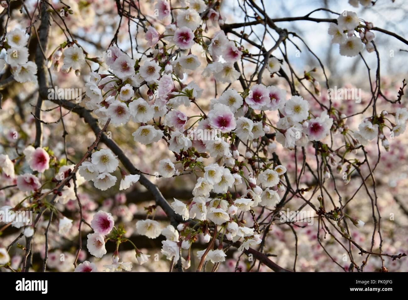Spring Cherry Blossoms in Boston, Massachusetts, USA Stock Photo - Alamy