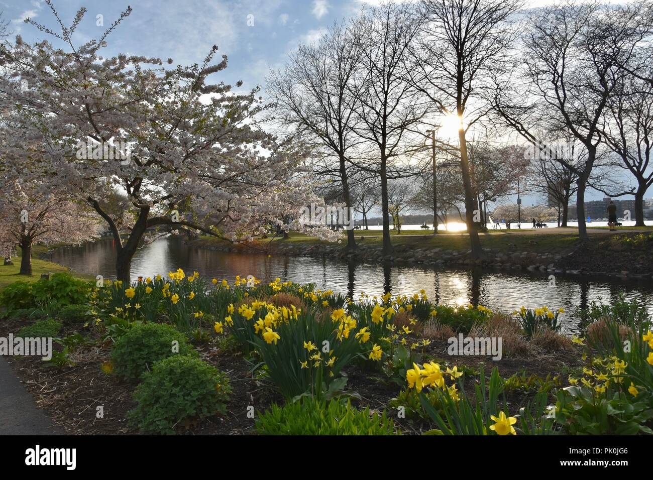 Spring Cherry Blossoms in Boston, Massachusetts, USA Stock Photo - Alamy