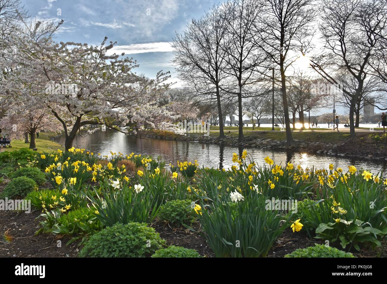 Spring Cherry Blossoms in Boston, Massachusetts, USA Stock Photo - Alamy