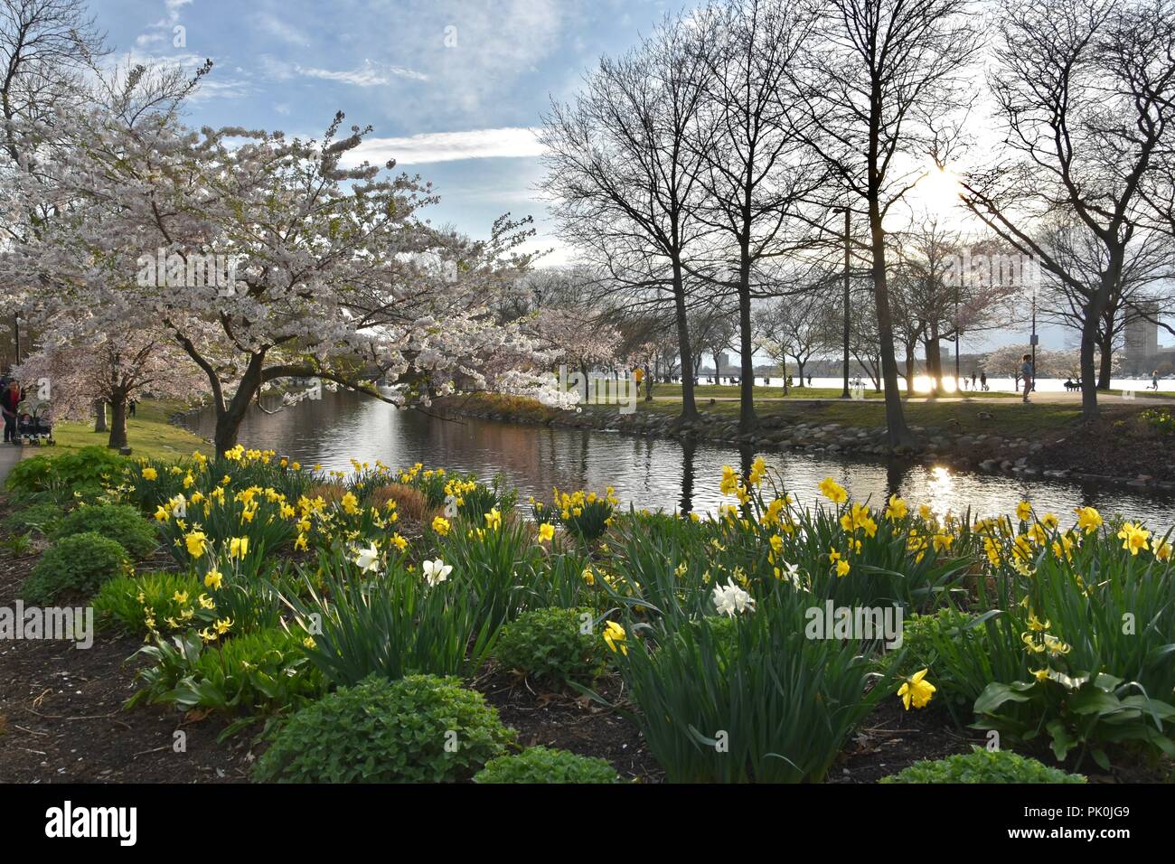 Spring Cherry Blossoms in Boston, Massachusetts, USA Stock Photo - Alamy