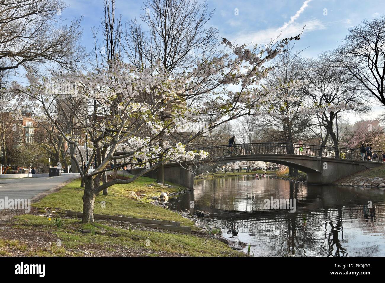 Spring Cherry Blossoms in Boston, Massachusetts, USA Stock Photo - Alamy