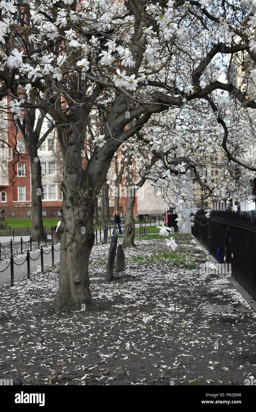 Springtime around Boston, Massachusetts, USA Stock Photo - Alamy