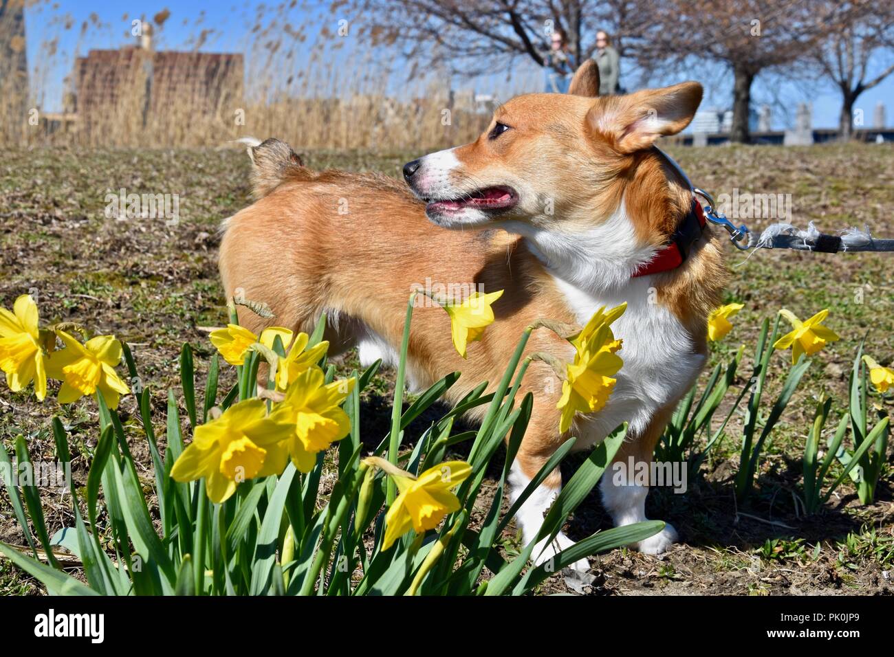 A red sable Pembroke Welsh Corgi enjoying Springtime weather Stock ...