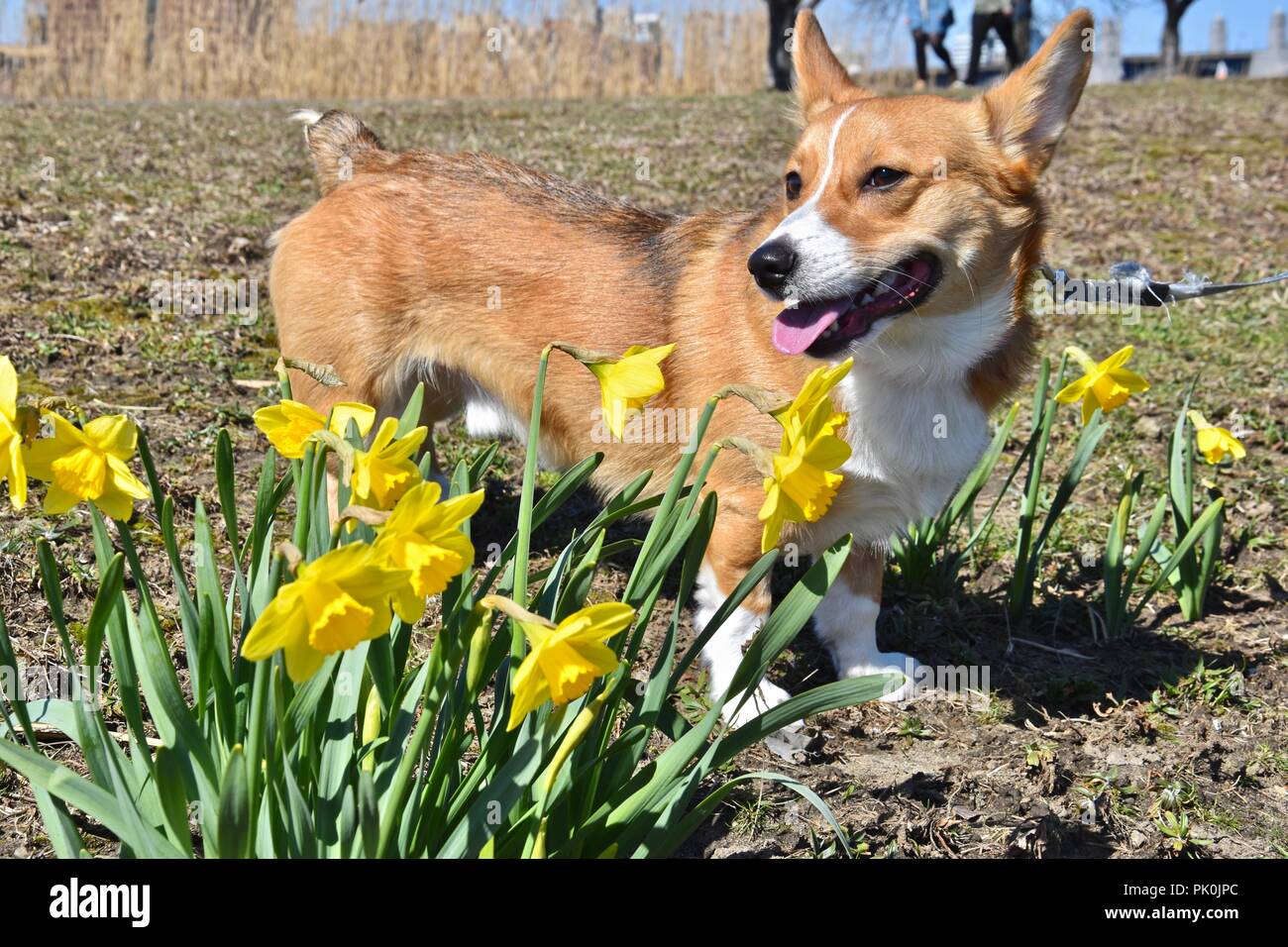 A red sable Pembroke Welsh Corgi enjoying Springtime weather Stock ...