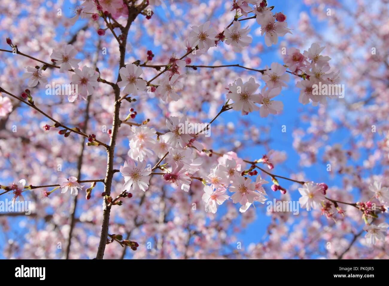 Spring Cherry Blossoms in Boston, Massachusetts, USA Stock Photo - Alamy