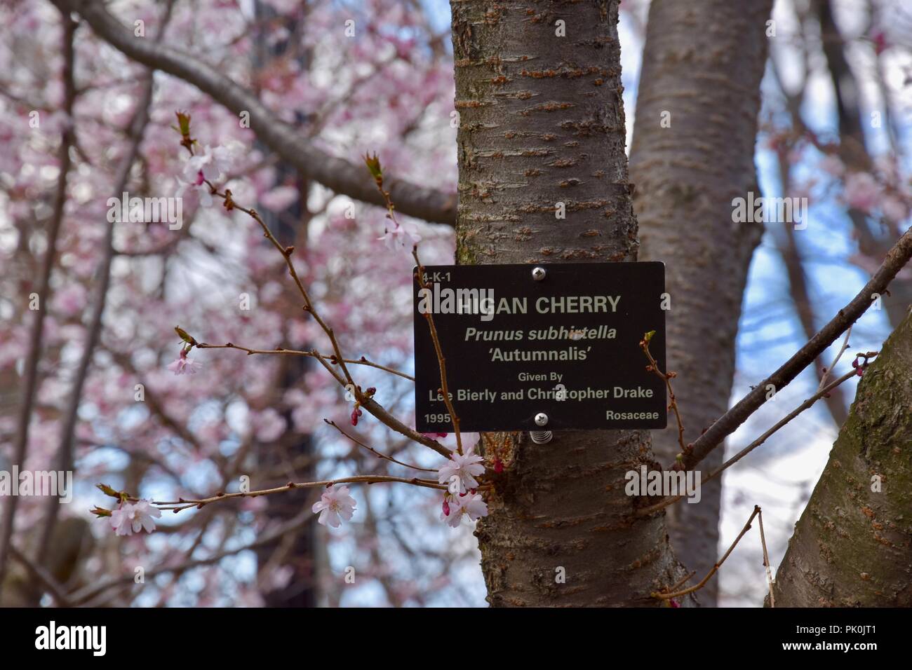 Spring Cherry Blossoms in Boston, Massachusetts, USA Stock Photo - Alamy