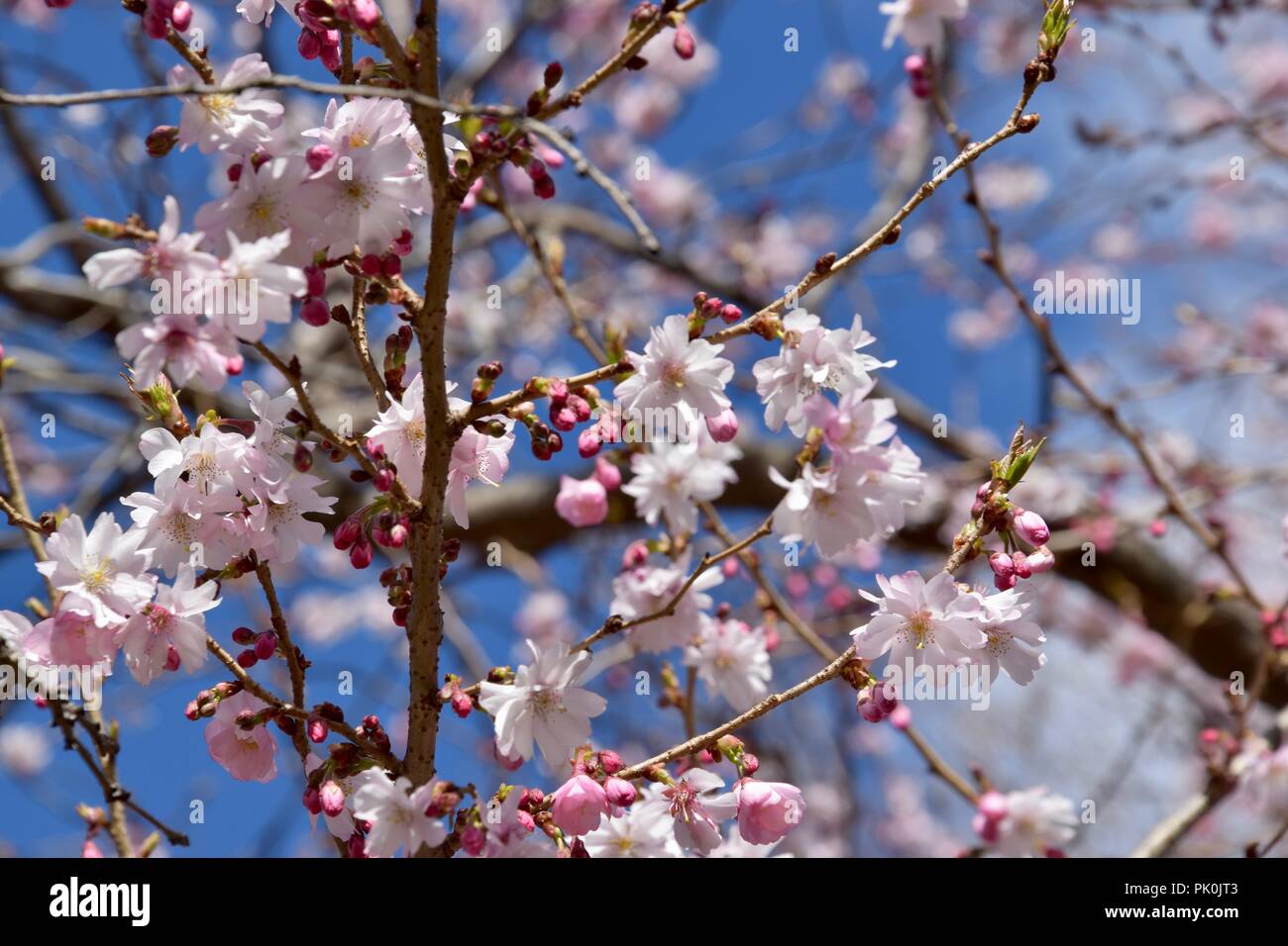 Spring Cherry Blossoms in Boston, Massachusetts, USA Stock Photo - Alamy