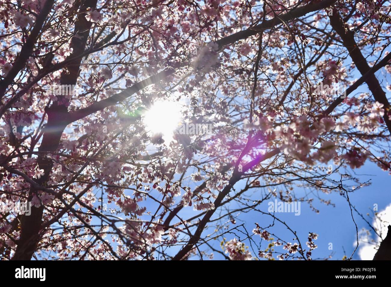 Spring Cherry Blossoms in Boston, Massachusetts, USA Stock Photo - Alamy