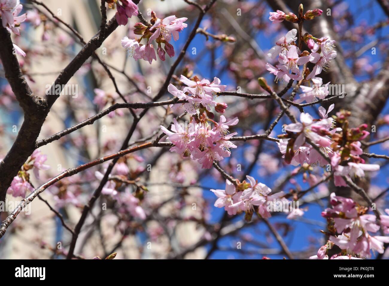 Spring Cherry Blossoms in Boston, Massachusetts, USA Stock Photo - Alamy