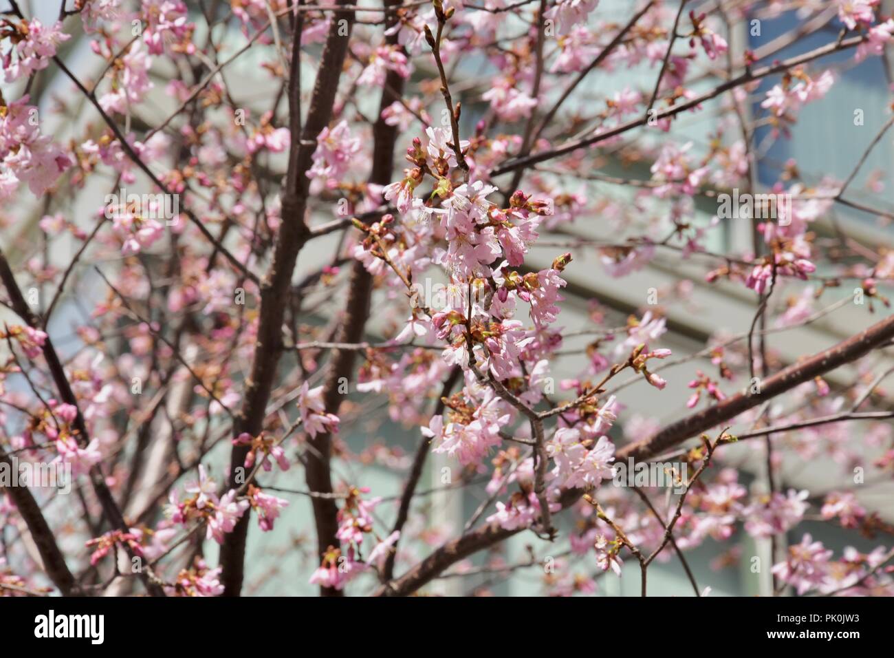 Spring Cherry Blossoms in Boston, Massachusetts, USA Stock Photo - Alamy