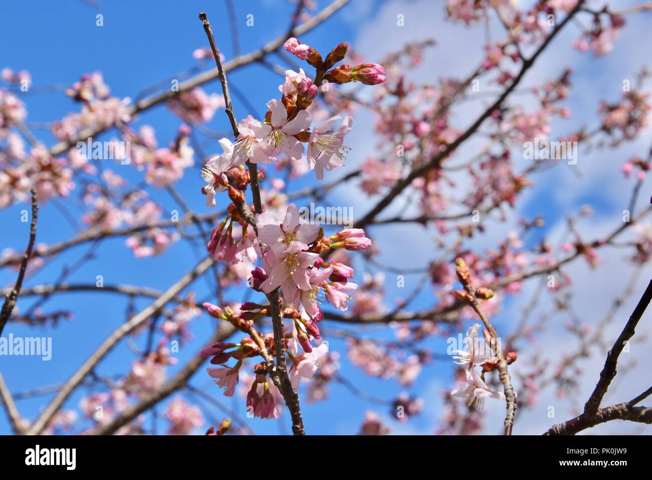 Spring Cherry Blossoms in Boston, Massachusetts, USA Stock Photo - Alamy