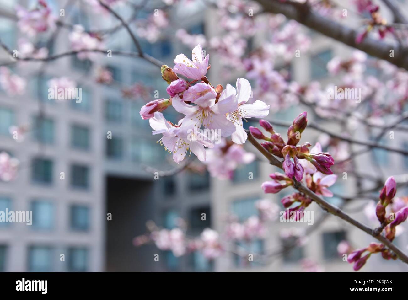 Spring Cherry Blossoms in Boston, Massachusetts, USA Stock Photo - Alamy