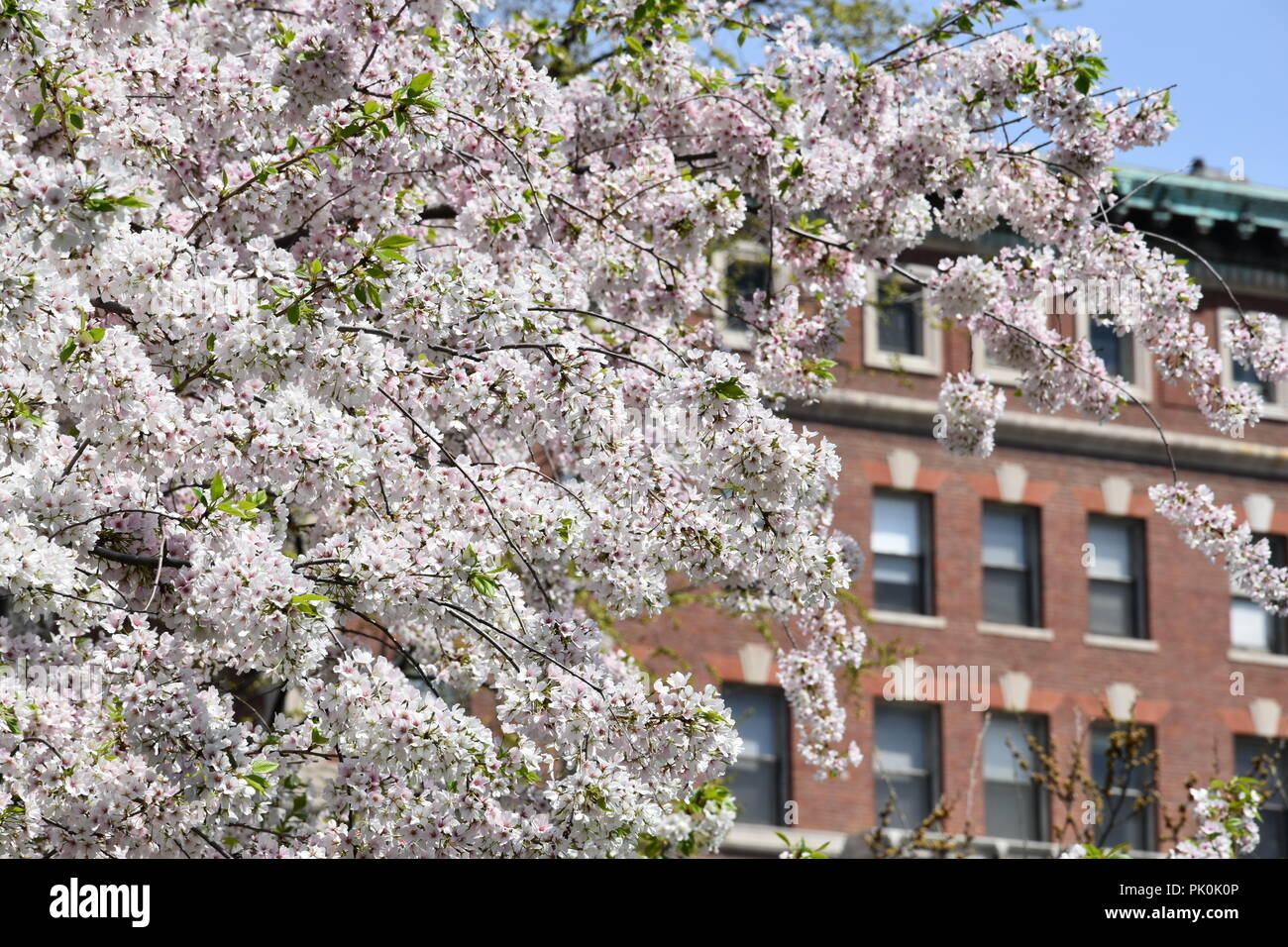 Spring Cherry Blossoms in Boston, Massachusetts, USA Stock Photo - Alamy