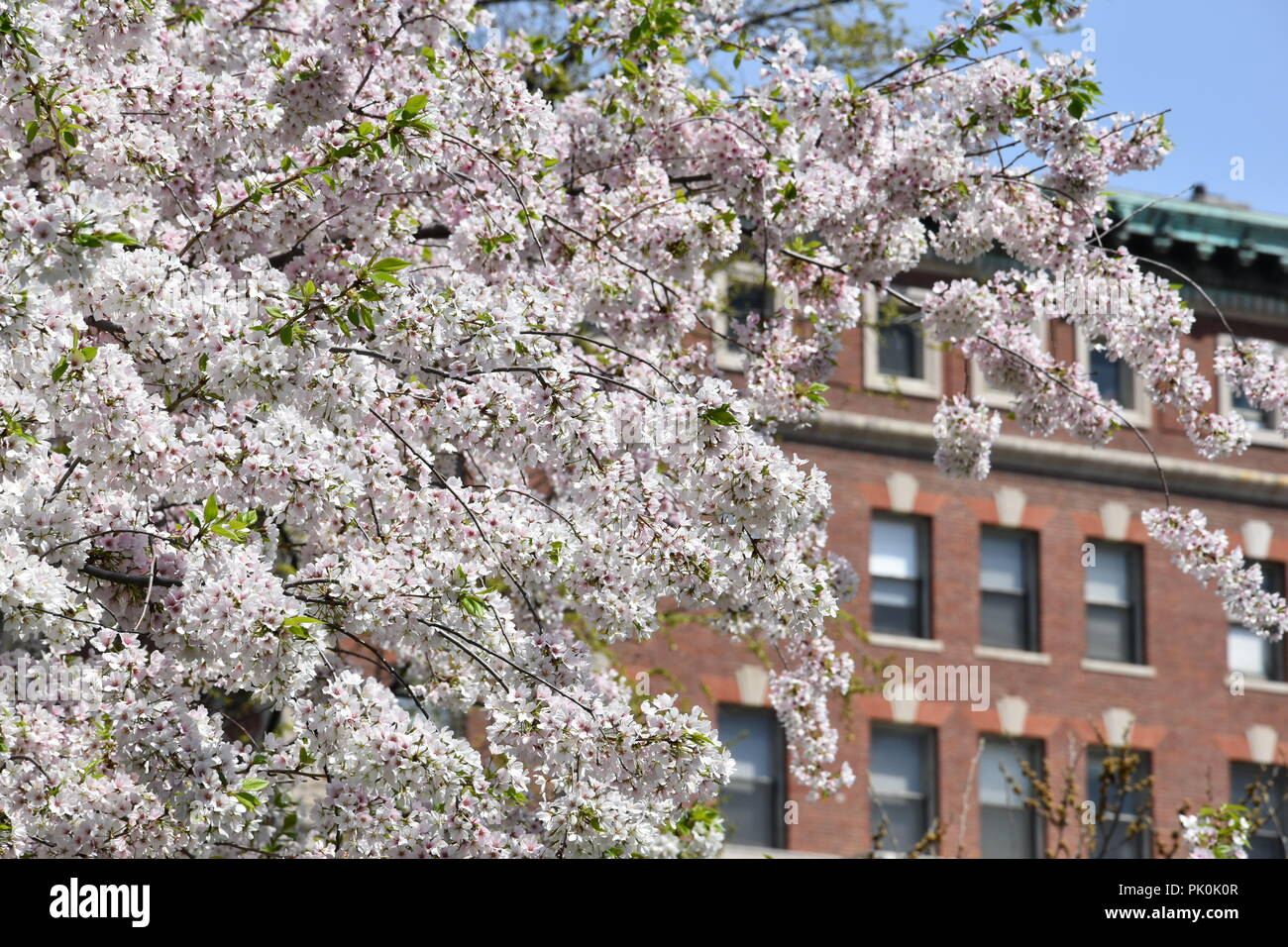 Charles river boston cherry blossoms hi-res stock photography and ...