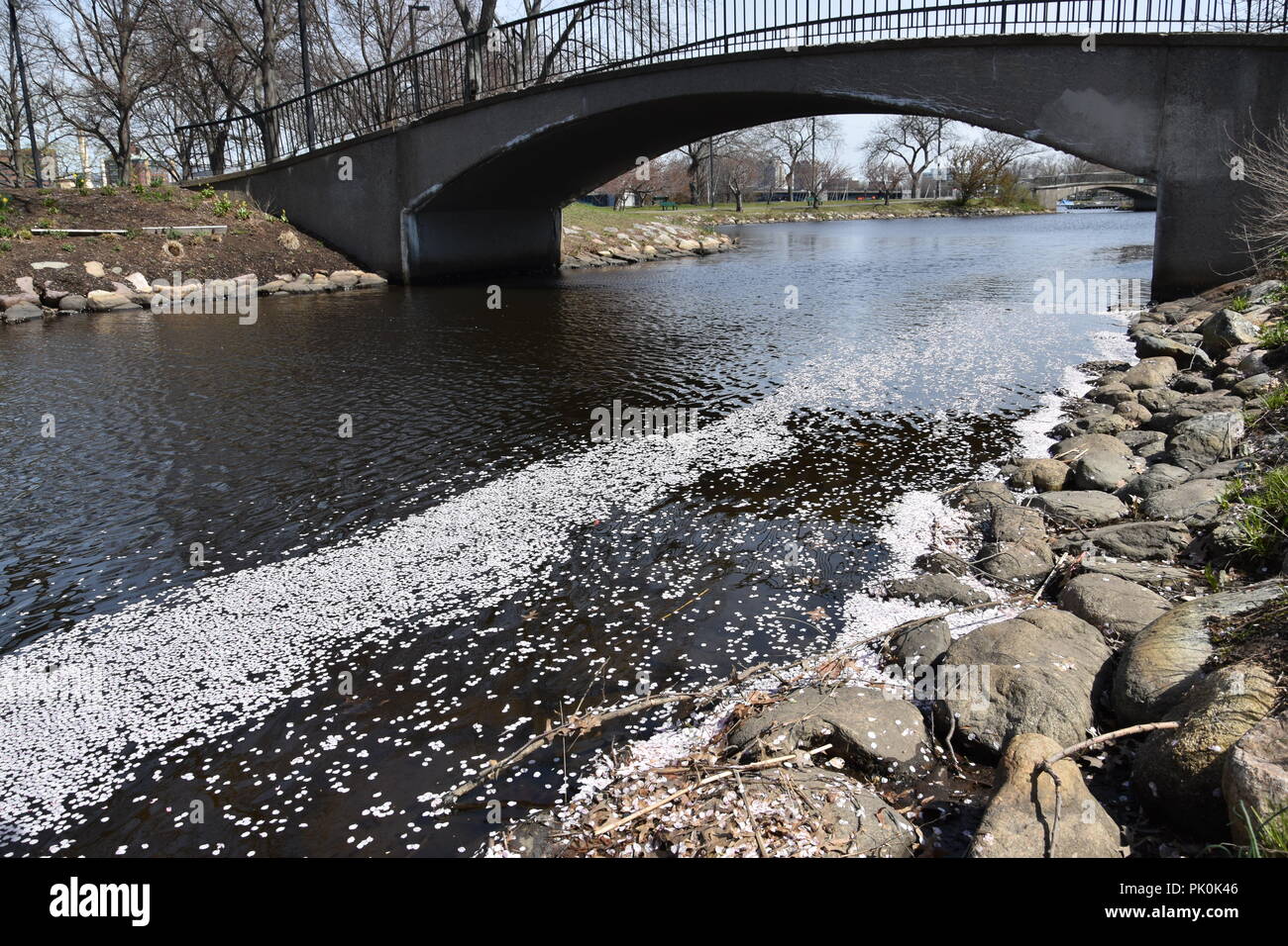Charles river boston cherry blossoms hi-res stock photography and ...